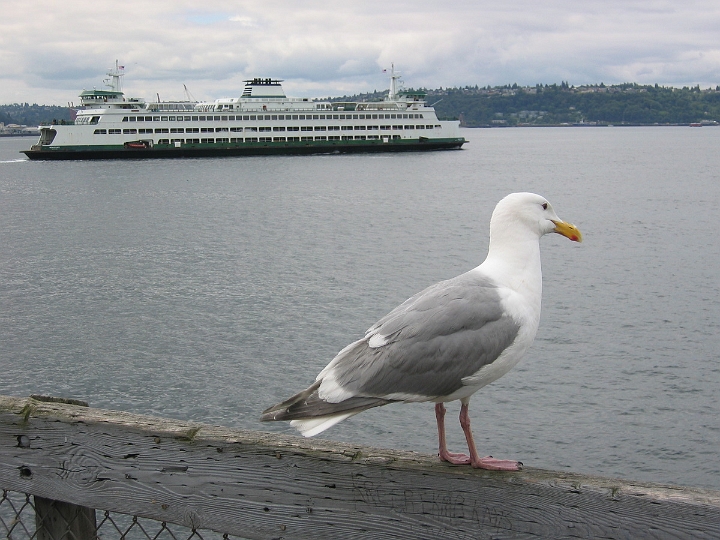 Favorite Destinations/Seattle, Washington/03 seagull on dock